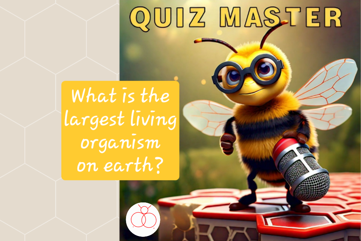 Believe it or not, the title of the largest living organism doesn't go ...